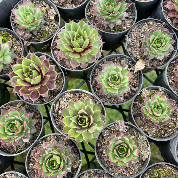 [PACK of 10 PLANTS] x Sempervivum 'Gay Jester' – LET LOVE GROW ...