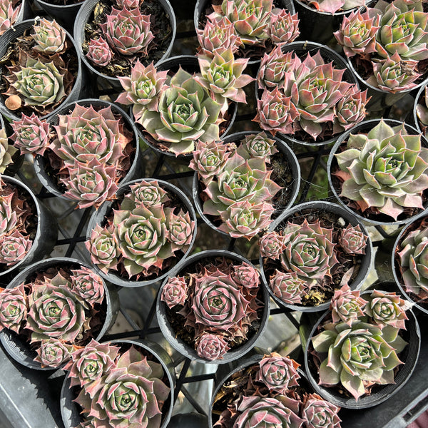[PACK of 10 PLANTS] x Sempervivum 'Ohio Burgundy' – LET LOVE GROW ...