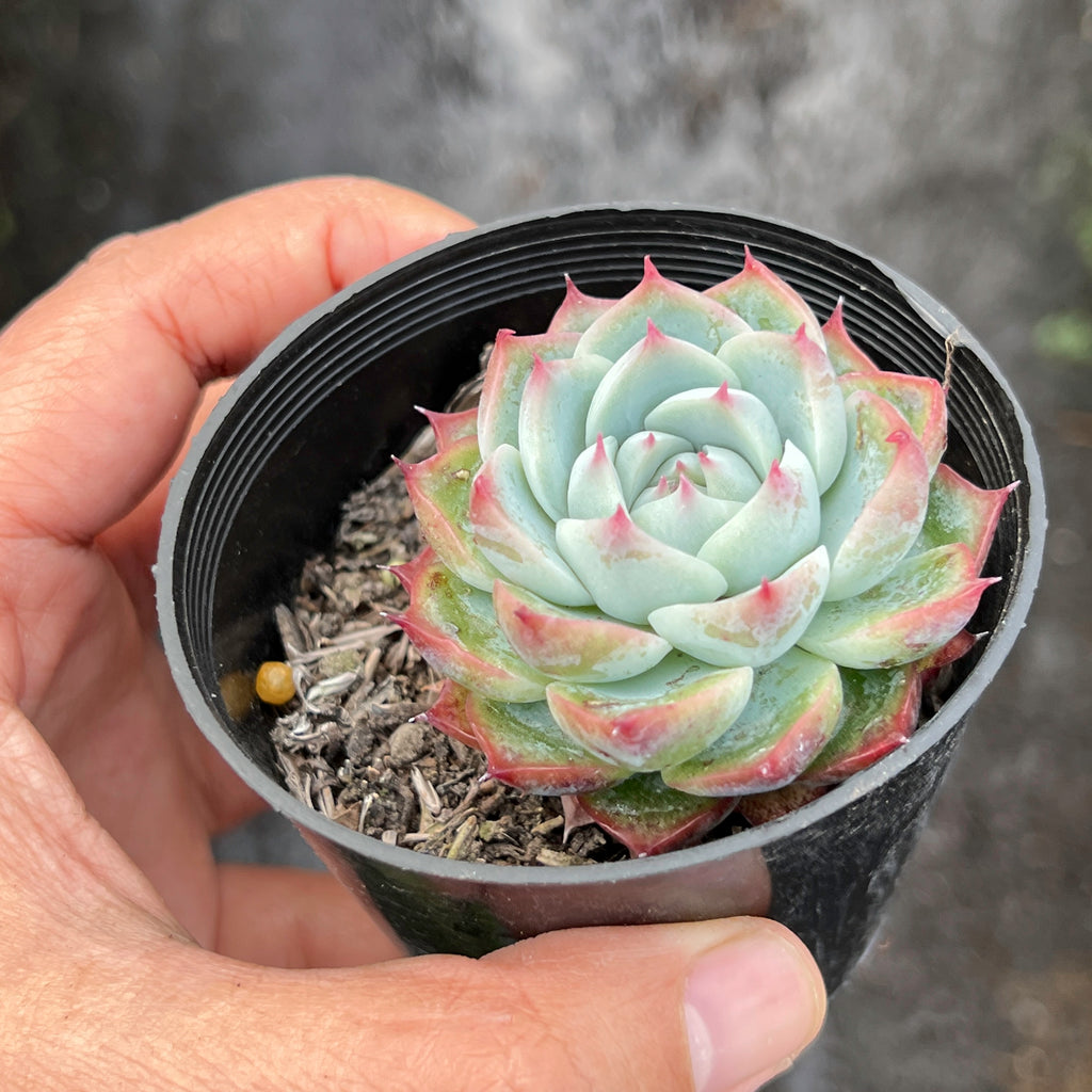 Echeveria Pink Crystal – LET LOVE GROW (Succulent & Cactus)