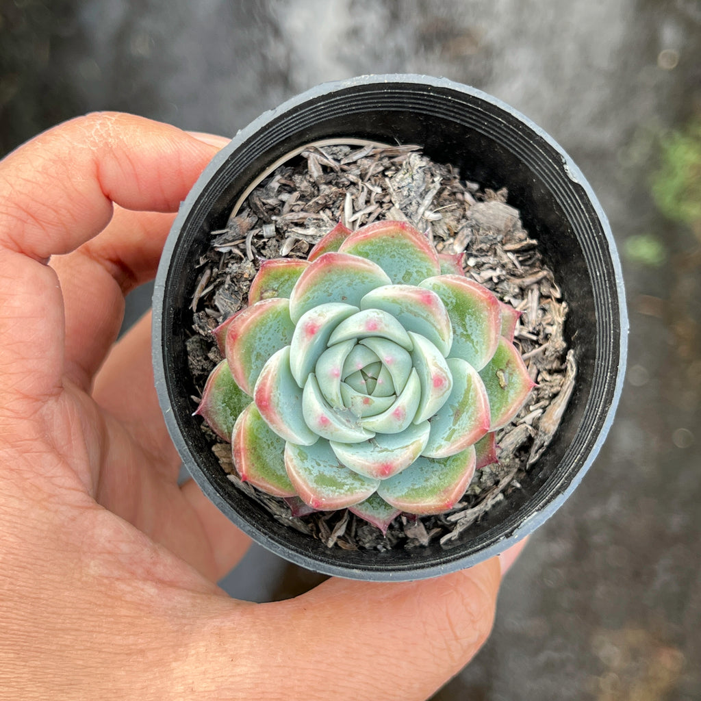 Echeveria Pink Crystal – LET LOVE GROW (Succulent & Cactus)