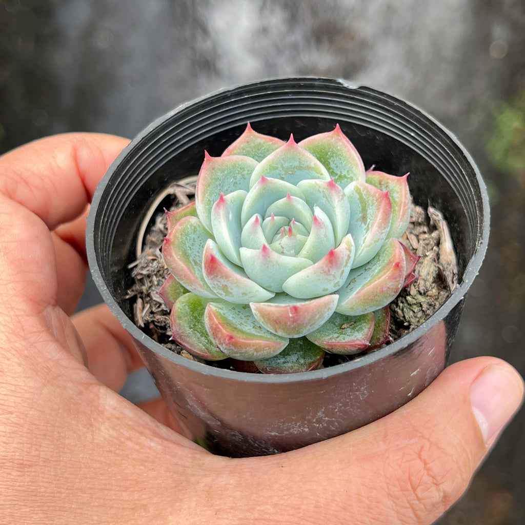 Echeveria Pink Crystal – LET LOVE GROW (Succulent & Cactus)
