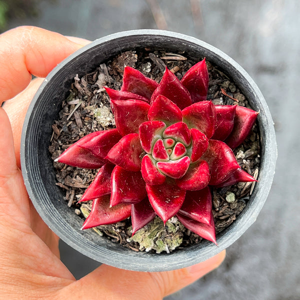 Echeveria Red Psyche – LET LOVE GROW (Succulent & Cactus)