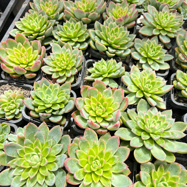 Echeveria 'Iceberg Queen' | KFR – LET LOVE GROW (Succulent & Cactus)