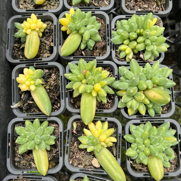 Pachyphytum compactum 'Variegatum' – LET LOVE GROW (Succulent & Cactus)