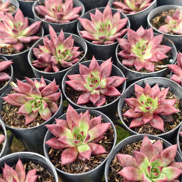 [PACK of 10 PLANTS] x Echeveria 'Little Squid' – LET LOVE GROW ...