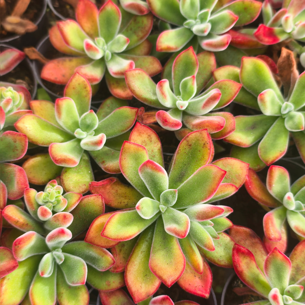 [PACK of 10 PLANTS] x Echeveria pulvinata 'Ruby Blush' – LET LOVE GROW ...