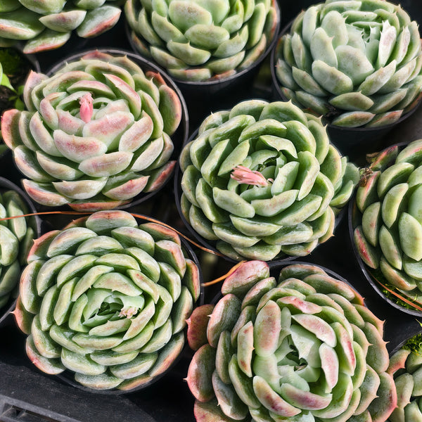 [PACK of 10 PLANTS] x Echeveria 'Sina' aka. 'Mexican Rose' – LET LOVE ...