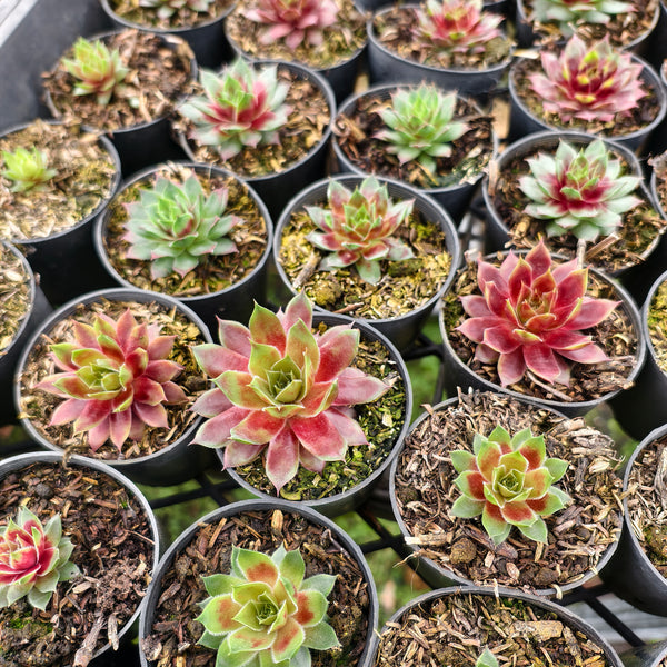 Sempervivum 'Gay Jester' – LET LOVE GROW (Succulent & Cactus)