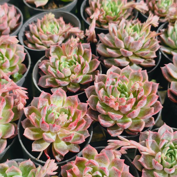 Echeveria 'Ruby Rose' – LET LOVE GROW (Succulent & Cactus)
