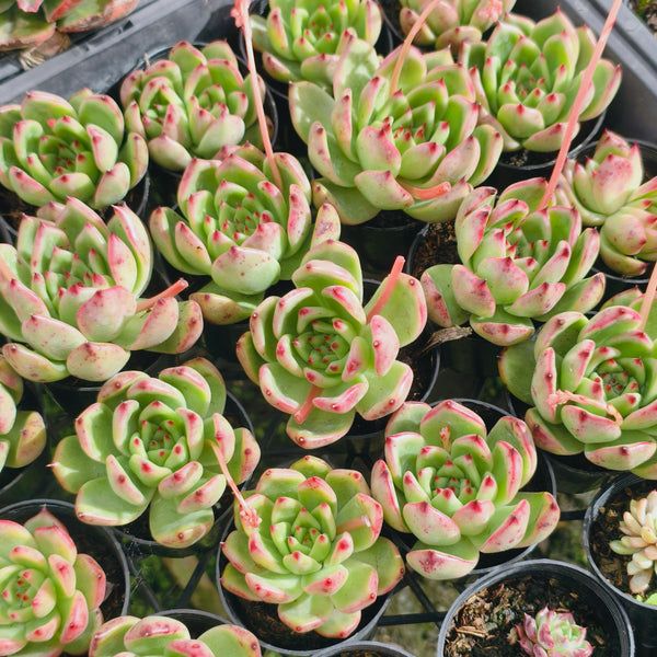 [PACK of 10 PLANTS] x Echeveria agavoides Morgan – LET LOVE GROW ...