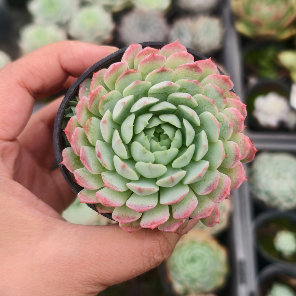 Echeveria 'Heart Throb' (CH) – LET LOVE GROW (Succulent & Cactus)