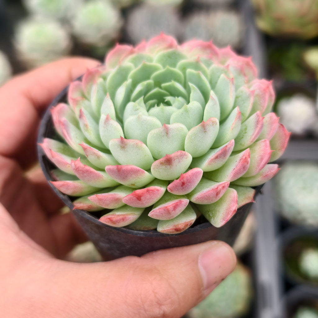 Echeveria 'Heart Throb' (CH) – LET LOVE GROW (Succulent & Cactus)