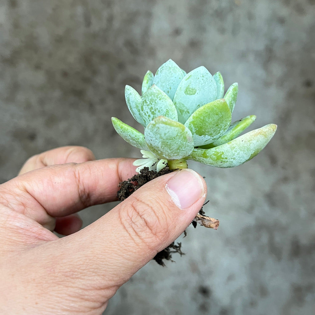 Echeveria 'Laui x Clavatum' – LET LOVE GROW (Succulent & Cactus)
