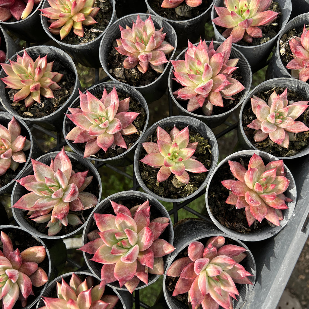 [PACK of 10 PLANTS] x Echeveria Red Psyche – LET LOVE GROW (Succulent ...