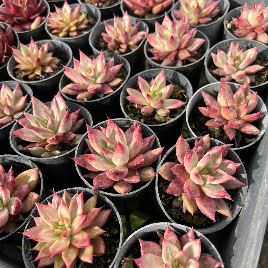 [PACK of 10 PLANTS] x Echeveria Red Psyche – LET LOVE GROW (Succulent ...