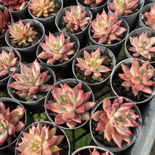 [PACK of 10 PLANTS] x Echeveria Red Psyche – LET LOVE GROW (Succulent ...