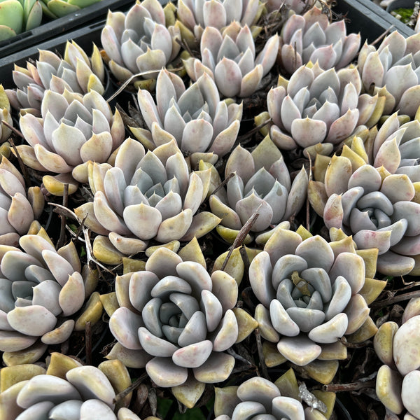 [PACK of 10 PLANTS] x Echeveria 'Beverley' – LET LOVE GROW (Succulent ...