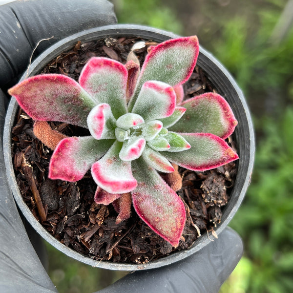 [PACK of 10 PLANTS] x Echeveria Harmsii 'Ruby Slippers' – LET LOVE GROW ...