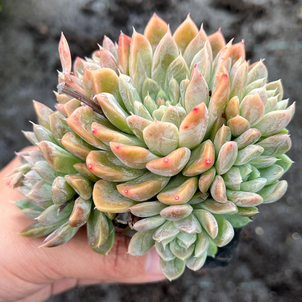 Echeveria 'Doll Barbie' – LET LOVE GROW (Succulent & Cactus)