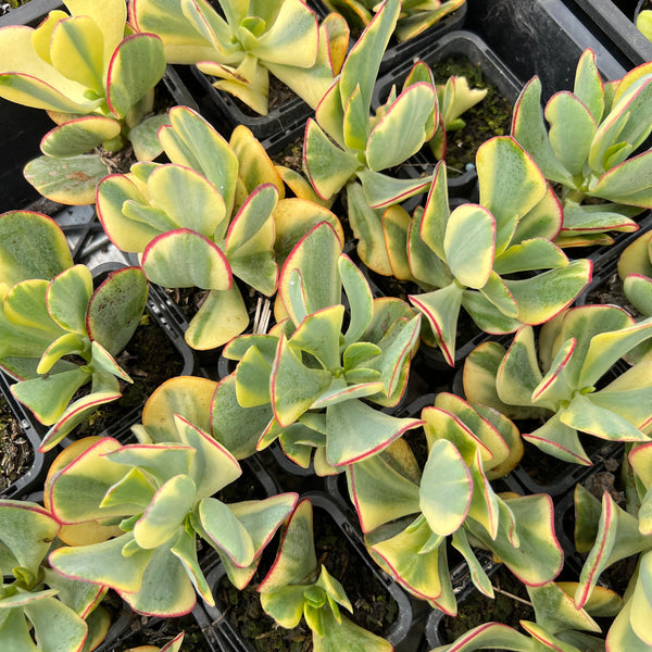[PACK of 10 PLANTS] x Crassula arborescens 'Blue Bird' Variegata – LET ...