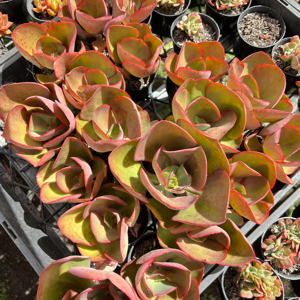 [PACK of 10 PLANTS] x Echeveria 'Big Red' – LET LOVE GROW (Succulent ...
