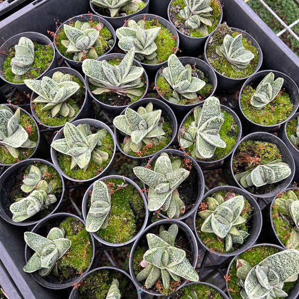 [PACK of 10 PLANTS] x Gasteria 'Little Warty' – LET LOVE GROW ...