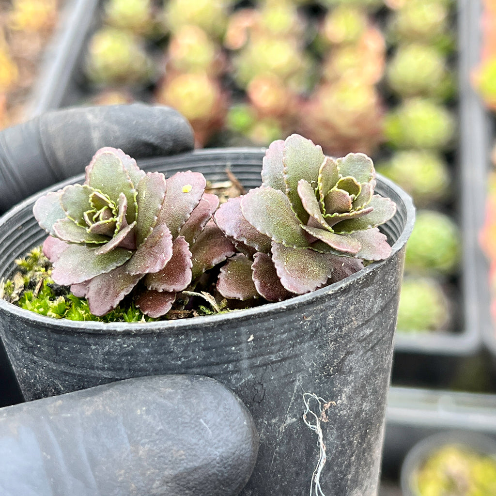 Sedum 'Dark Magic' – LET LOVE GROW (Succulent & Cactus)