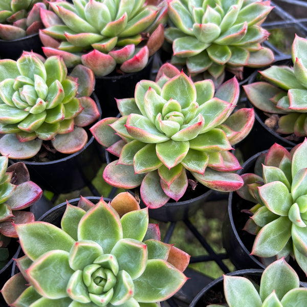 [PACK of 10 PLANTS] x Echeveria 'Iceberg Queen' (KRF) – LET LOVE GROW ...