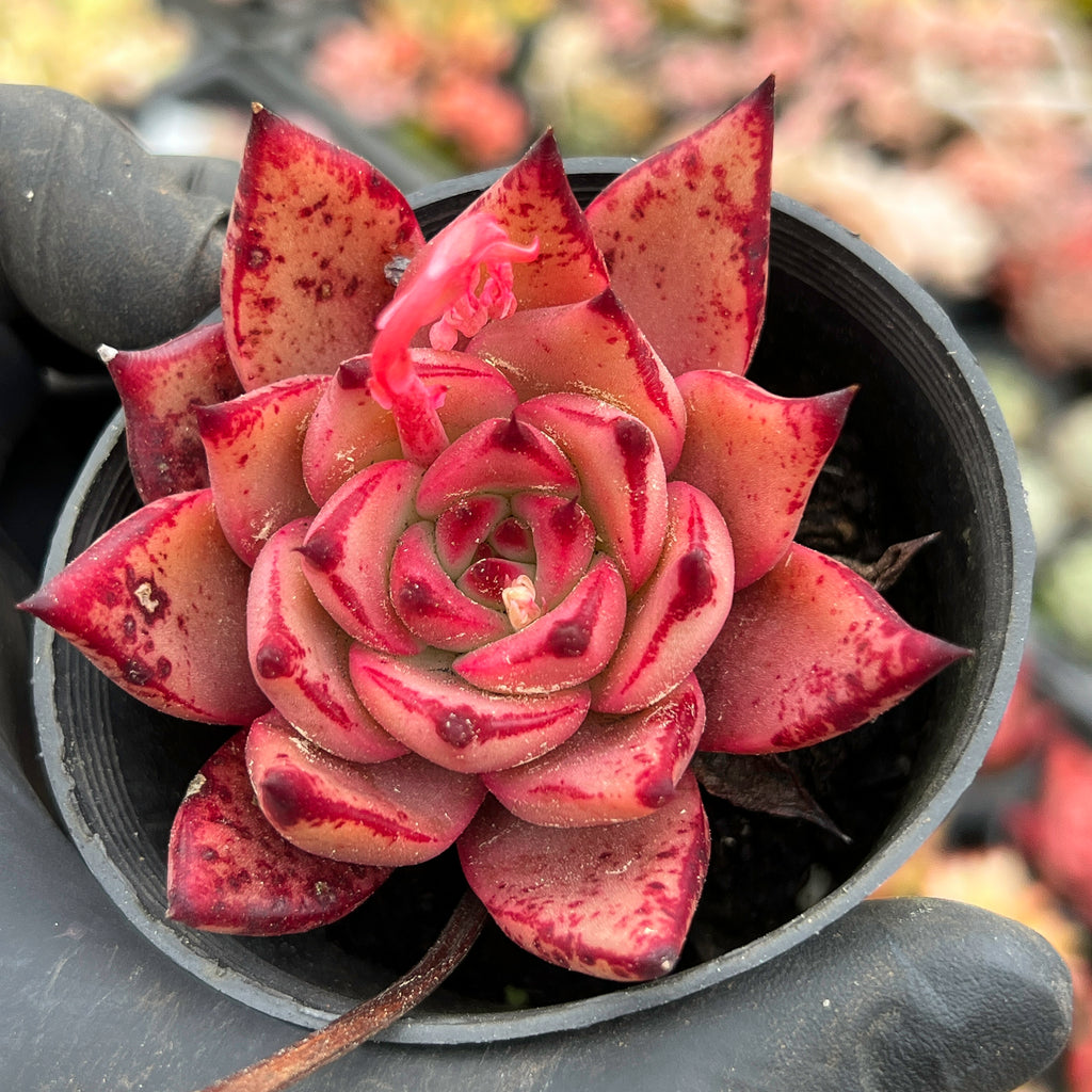 Echeveria agavoides 'Taurus x Romeo' – LET LOVE GROW (Succulent & Cactus)