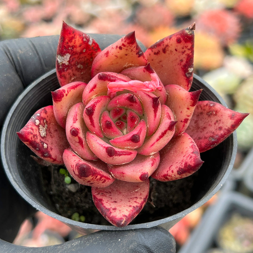 Echeveria agavoides 'Taurus x Romeo' – LET LOVE GROW (Succulent & Cactus)