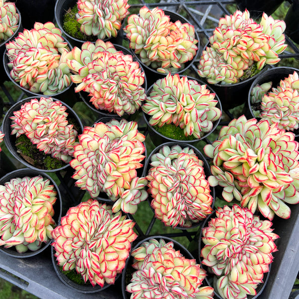Variegated and Created Plants – LET LOVE GROW (Succulent & Cactus)