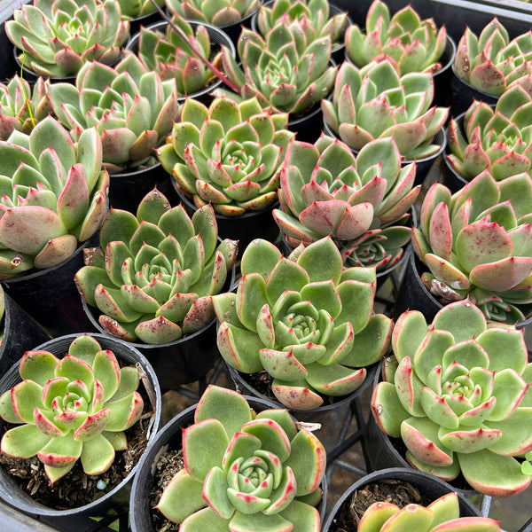 [PACK of 10 PLANTS] x Echeveria 'Mocha' – LET LOVE GROW (Succulent ...