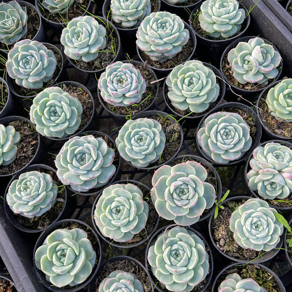 [PACK of 10 PLANTS] x Echeveria 'Red Velvet' (KRF) – LET LOVE GROW ...