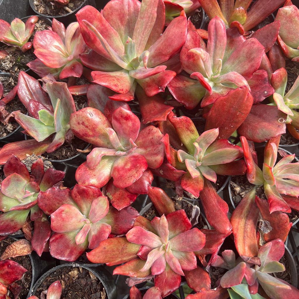 Echeveria 'Diamond State' Variegated – LET LOVE GROW (Succulent & Cactus)