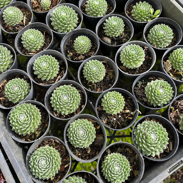[PACK of 10 PLANTS] x Sempervivum 'Tiny Tots' – LET LOVE GROW ...