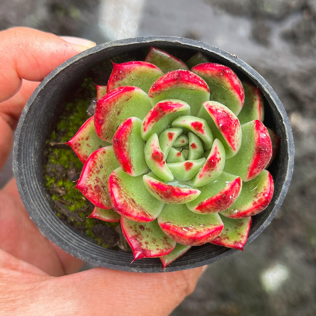 Echeveria 'Mocha' – LET LOVE GROW (Succulent & Cactus)
