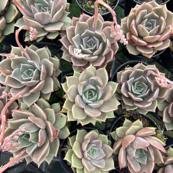 Echeveria 'Ppippi Saeu' - (aka. Ech. Pipi Prawn /Ech. Pipi Shrimp) - K ...