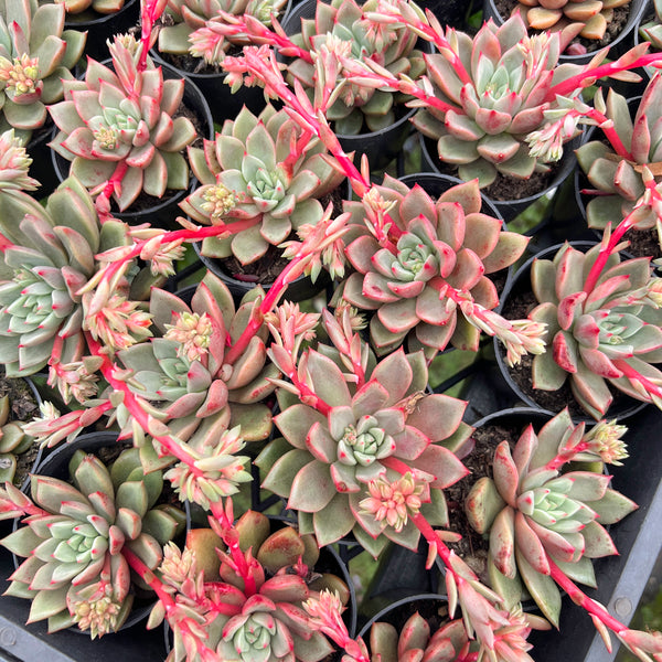 [PACK of 10 PLANTS] x Echeveria 'Chocolate Lady' – LET LOVE GROW ...