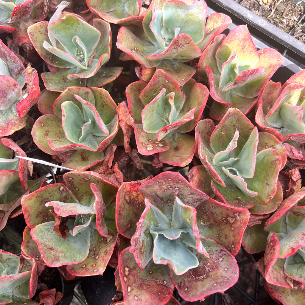 Echeveria 'Barbillion' (HAS MARKS)(Young plant) – LET LOVE GROW ...