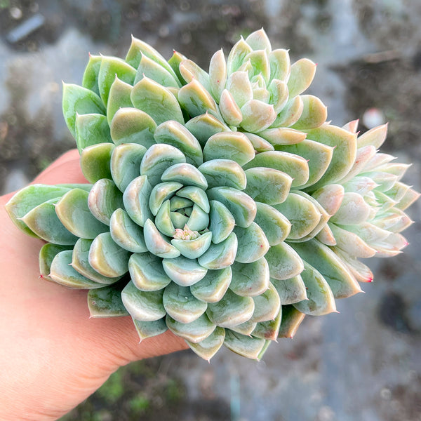 Echeveria 'Doll Barbie' – LET LOVE GROW (Succulent & Cactus)