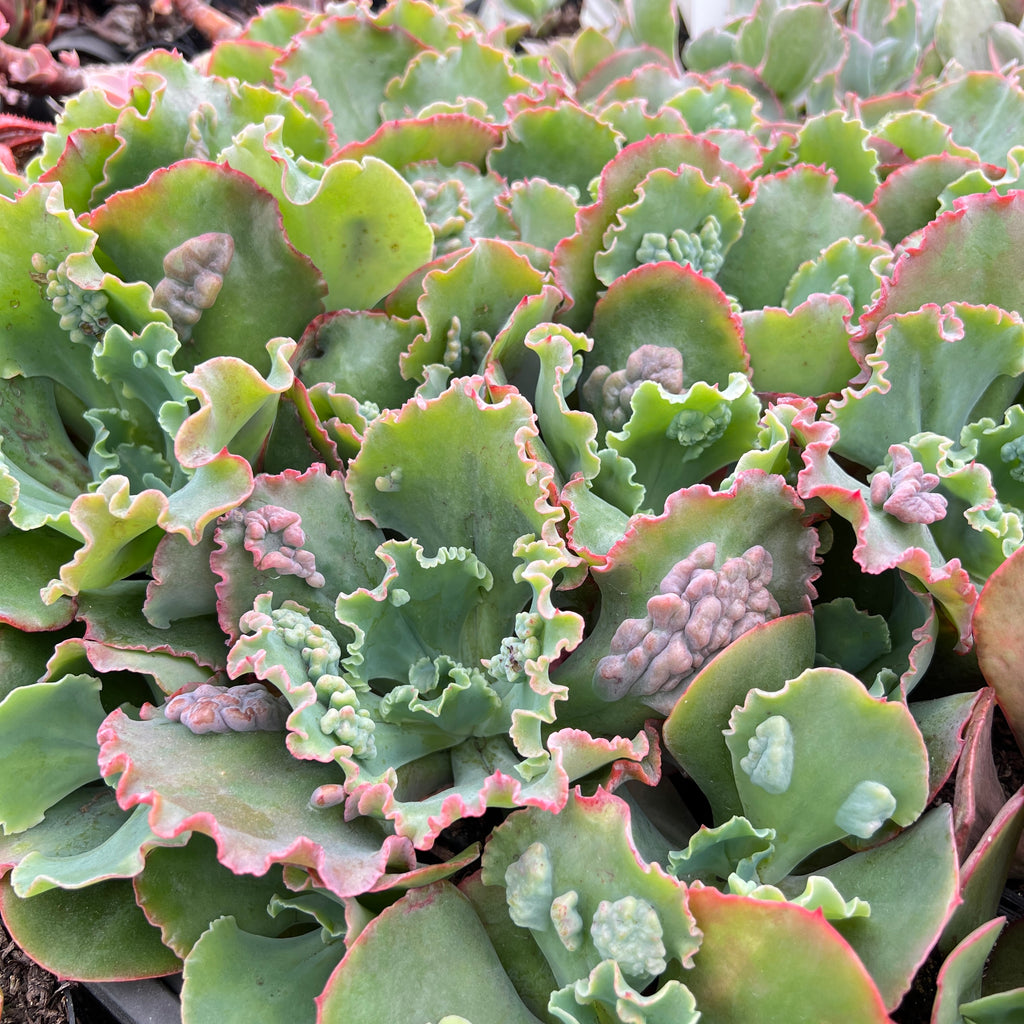 Echeveria 'Verrugas' (Bump Leaf)(Young plant) – LET LOVE GROW ...