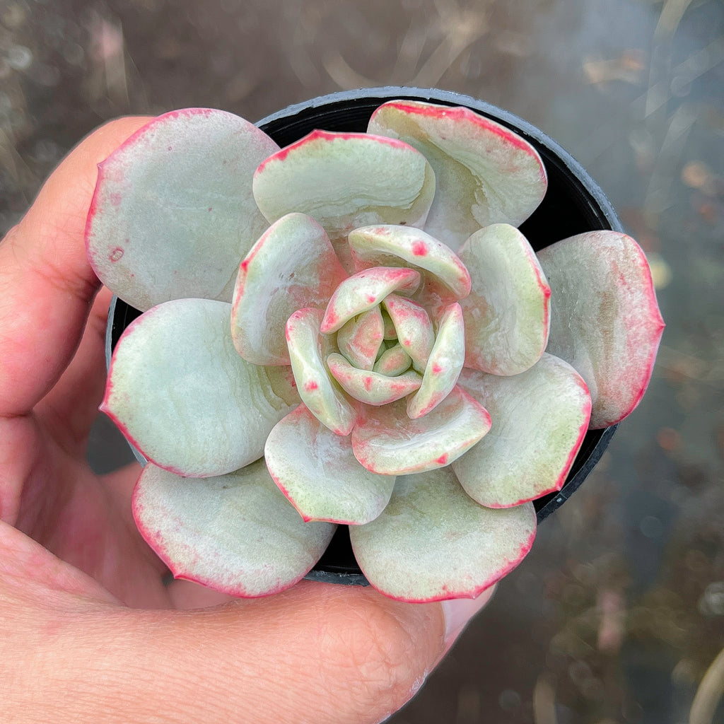 [PACK of 10 PLANTS] x Echeveria 'Soul Mint' (E. laui x E. lau026) | Ko ...
