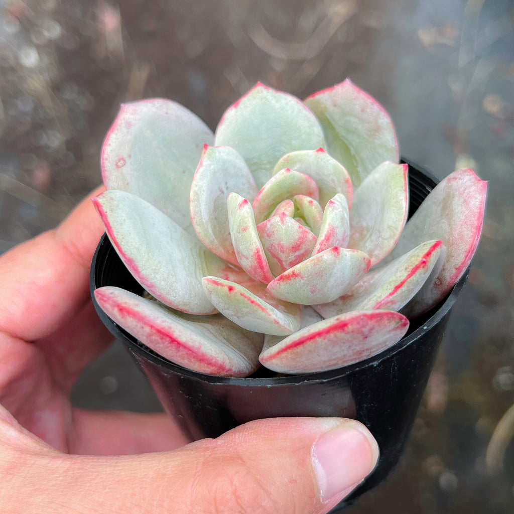 [PACK of 10 PLANTS] x Echeveria 'Soul Mint' (E. laui x E. lau026) | Ko ...