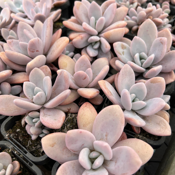 [PACK of 10 PLANTS] x Graptoveria 'Snow Peach' – LET LOVE GROW ...