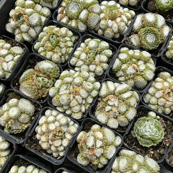 [PACK of 10 PLANTS] x Sempervivum arachnoideum 'Red Cobweb' – LET LOVE ...