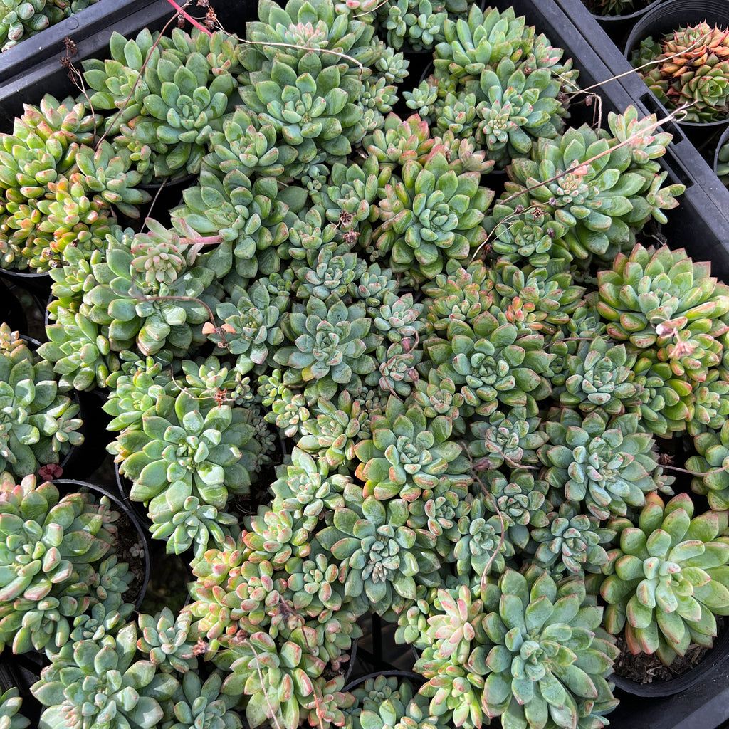 Echeveria amoena – LET LOVE GROW (Succulent & Cactus)