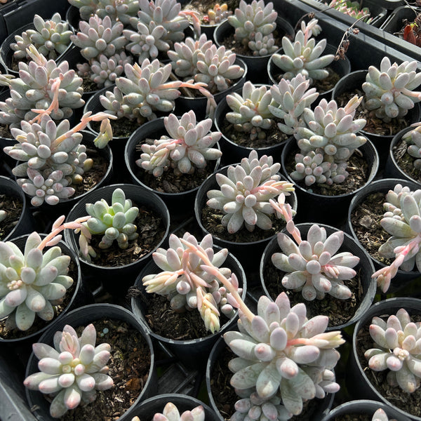 [PACK of 10 PLANTS] x Pachyphytum 'Baby Finger' – LET LOVE GROW ...