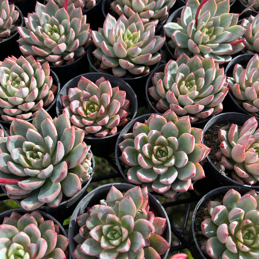 Echeveria 'Blood Swallow' | Korea Form – LET LOVE GROW (Succulent & Cactus)