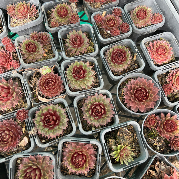 [PACK of 10 PLANTS] x Sempervivum 'Royal Ruby' – LET LOVE GROW ...