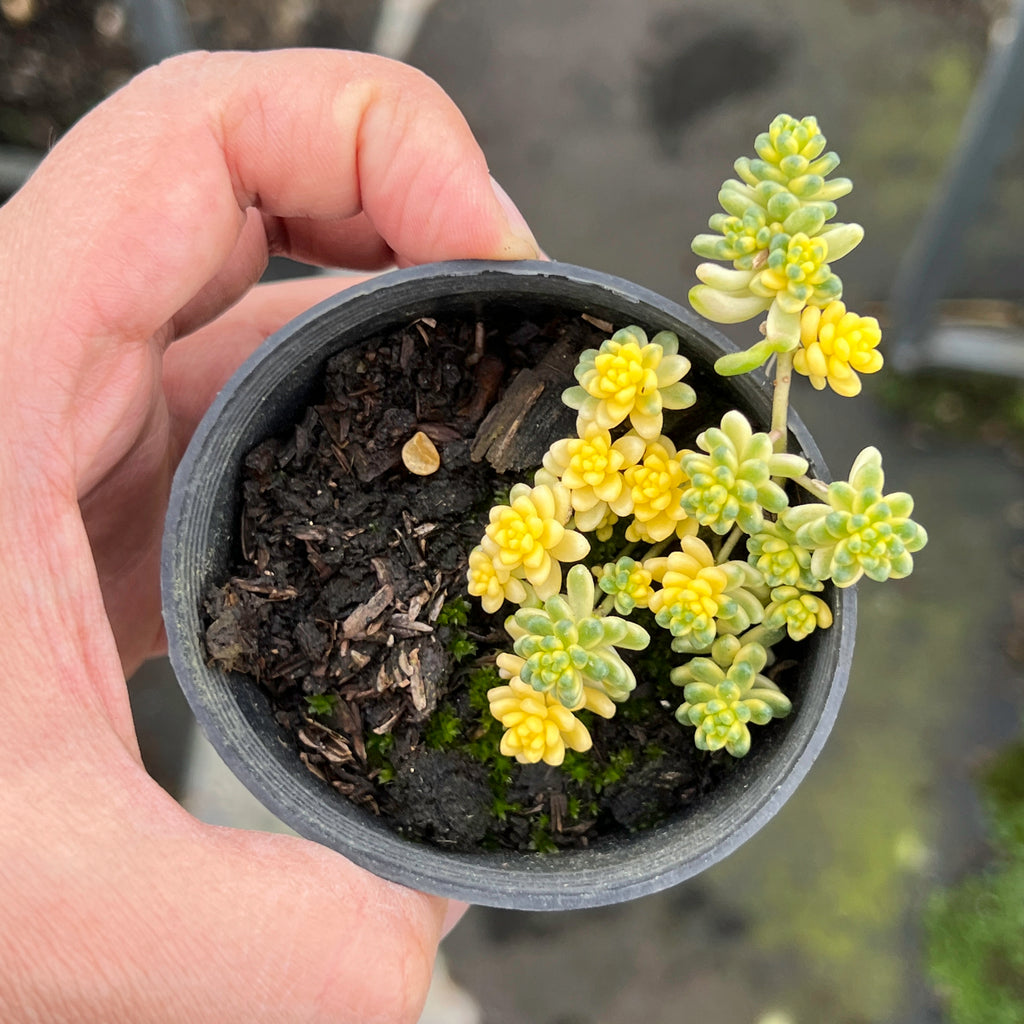 Sedum Golden Rice - Sedum Orizifolium Variegata – LET LOVE GROW ...